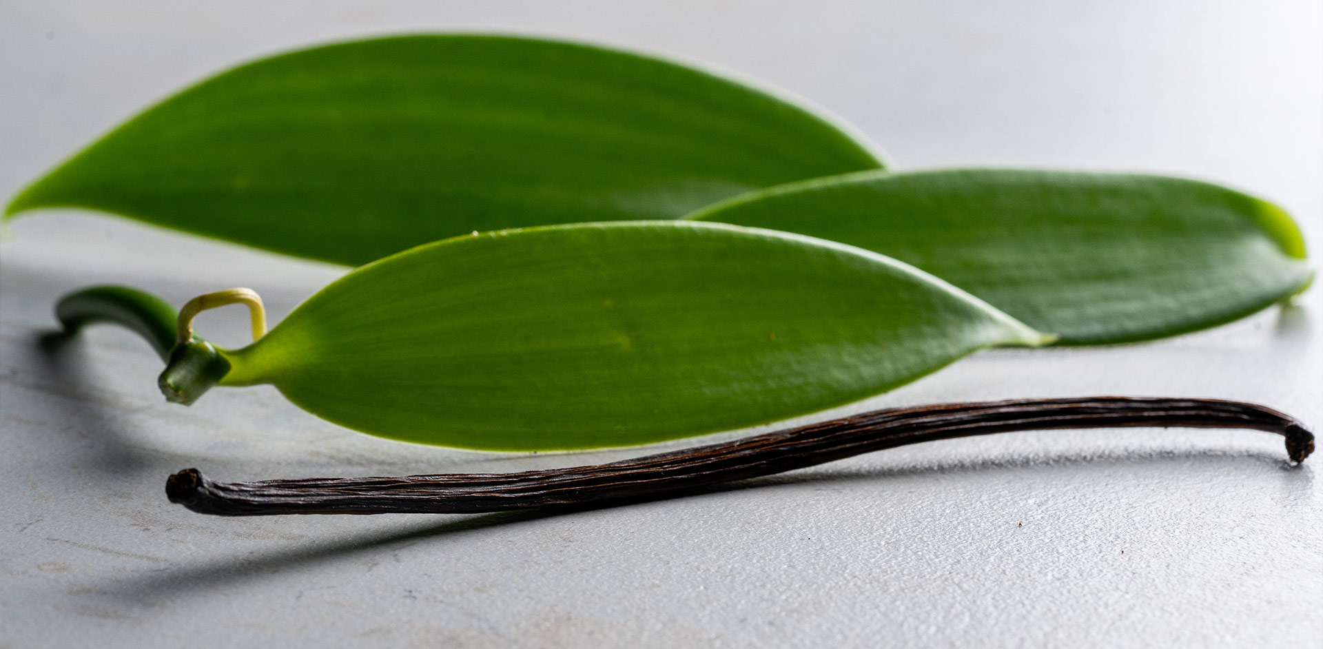 A Brief Intro into Vanilla Flavor – Vanilla Vida